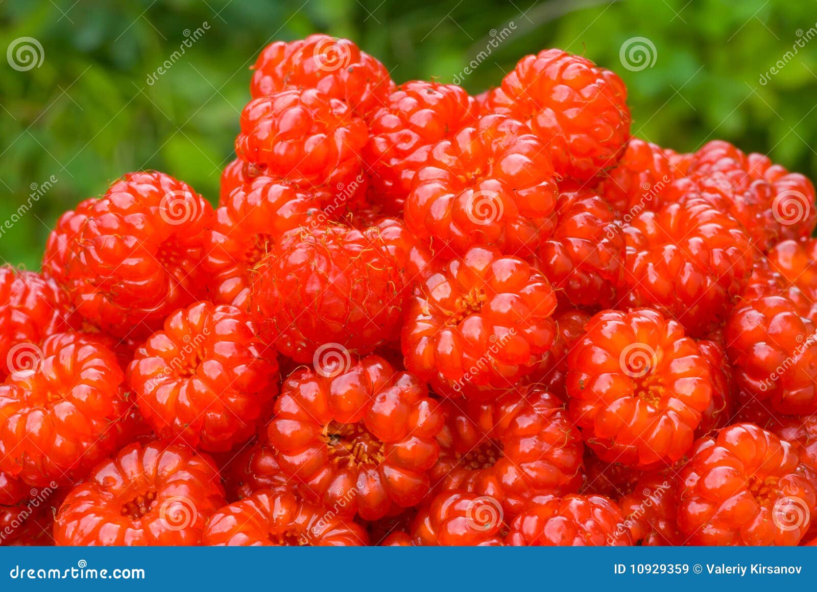Berries of Wild Raspberry 10 Stock Image - Image of natural, healthy ...