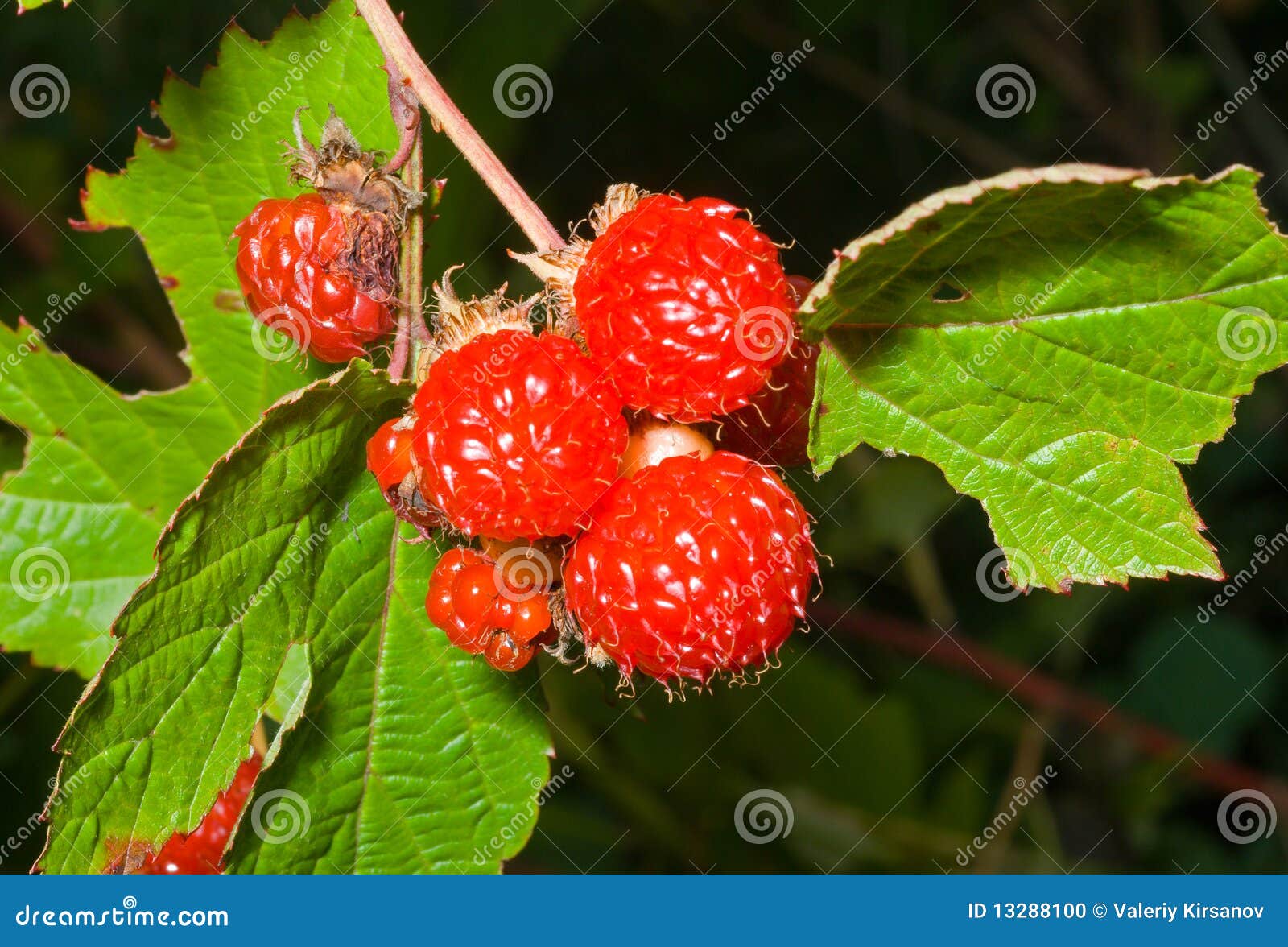 Berries of Wild Raspberry 15 Stock Photo - Image of ripe, raspberry ...