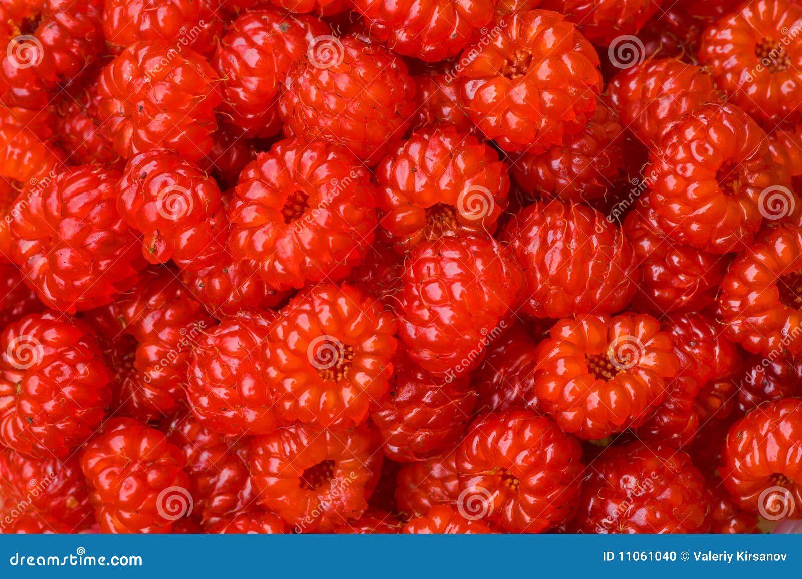 Berries of Wild Raspberry 8 Stock Photo - Image of summer, berry: 11061040