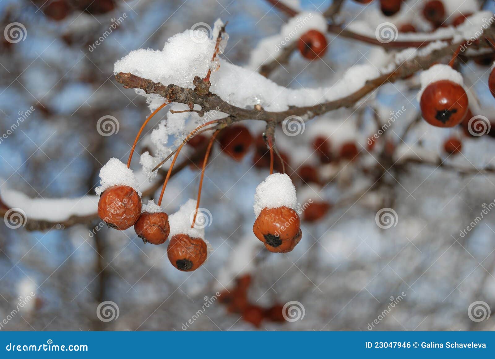 Berries in winter stock photo. Image of adhere, winter - 23047946
