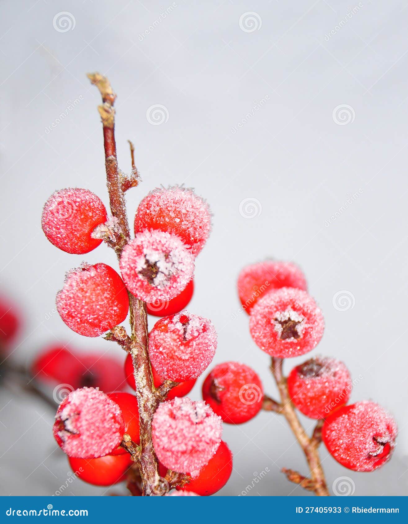 Berries in Winter (Cotoneaster) Stock Image - Image of frosty, frozen ...