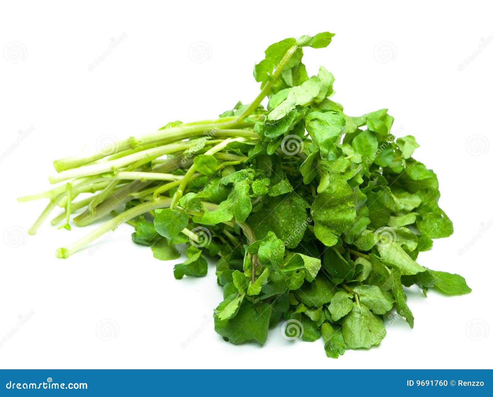 Berro Aislado En Blanco Puro Foto de archivo - Imagen de berro, fondo ...