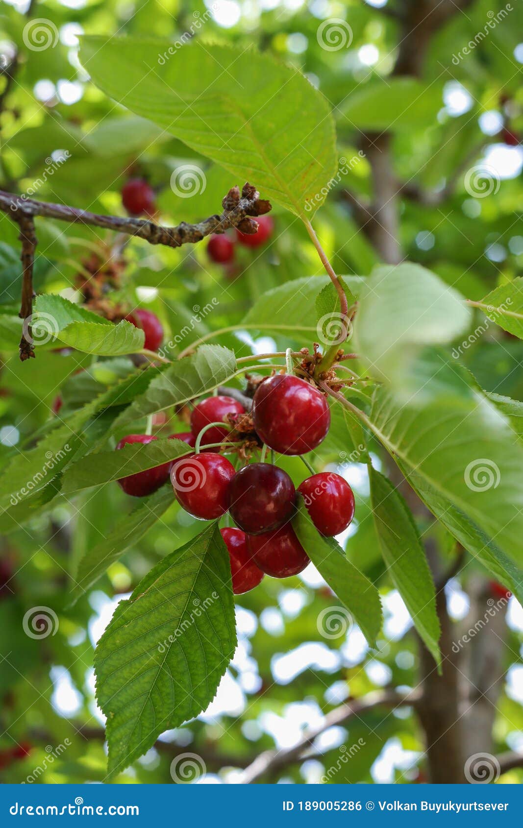 Berros De Cerezo. Ermenek Karaman Turkey Foto de archivo - Imagen de ...