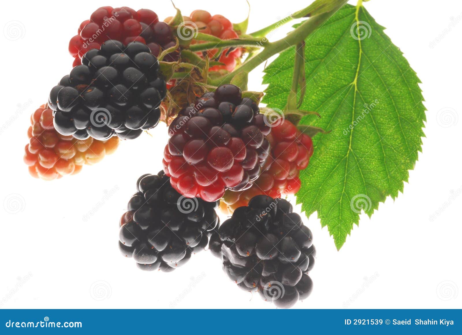 Berry stock image. Image of natural, snack, nutrition - 2921539
