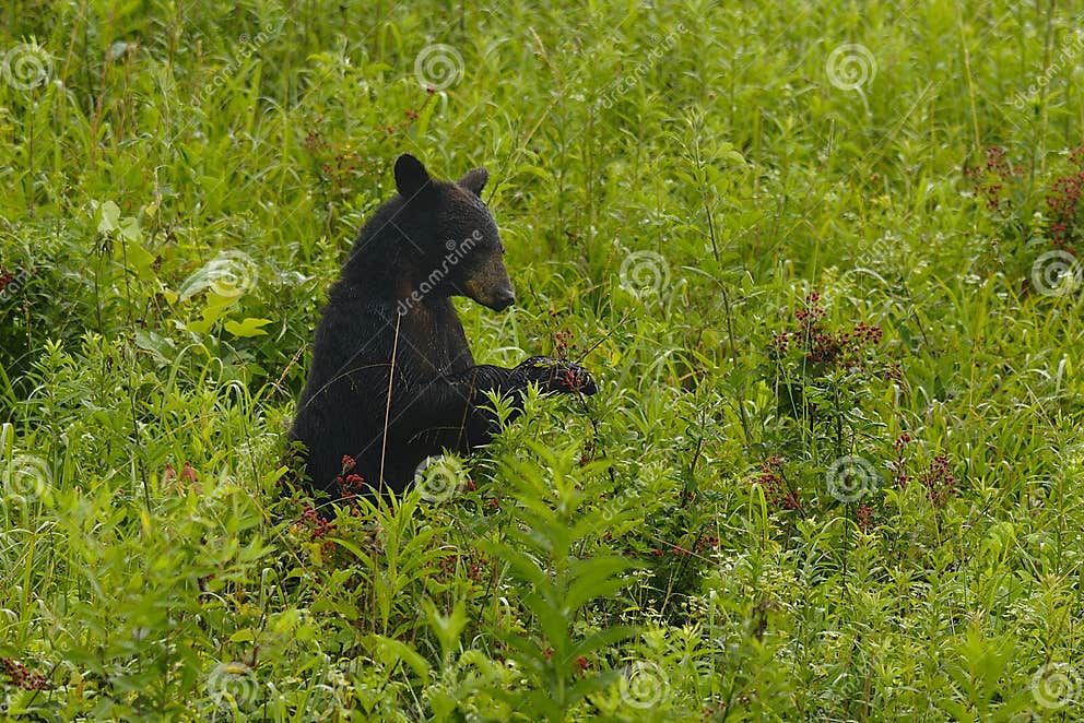 Berry bear stock image. Image of black, forest, green - 10009959