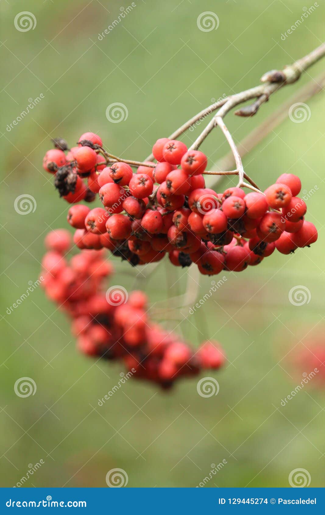 Berry stock photo. Image of sweet, blackcurrant, summer - 129445274