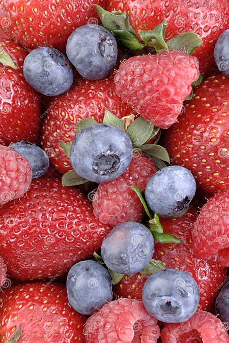 Berry Berrylicious 1 stock photo. Image of juicy, color - 120370