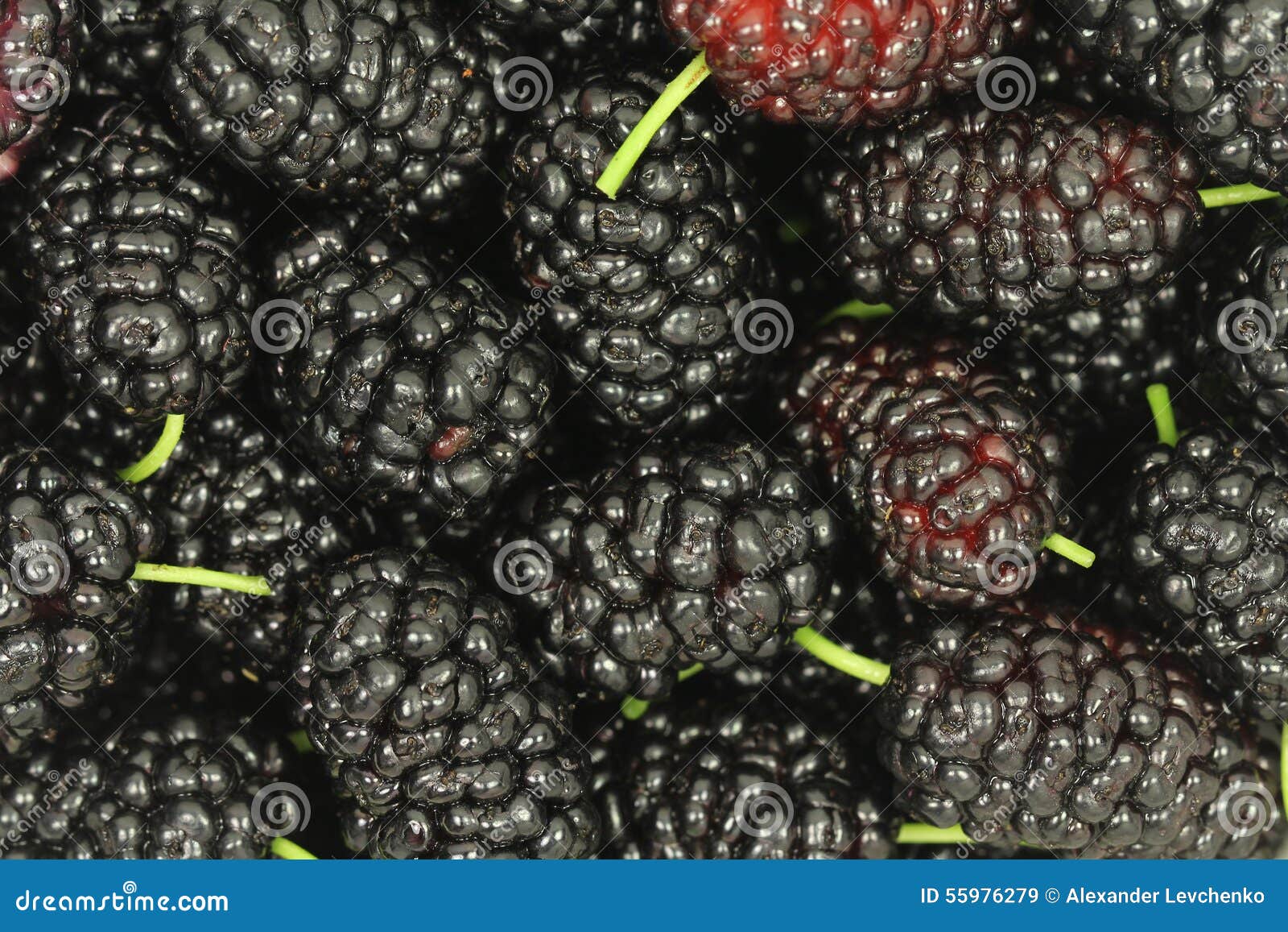 Berry Black Mulberry Background Stock Image - Image of mulberry, fruits ...