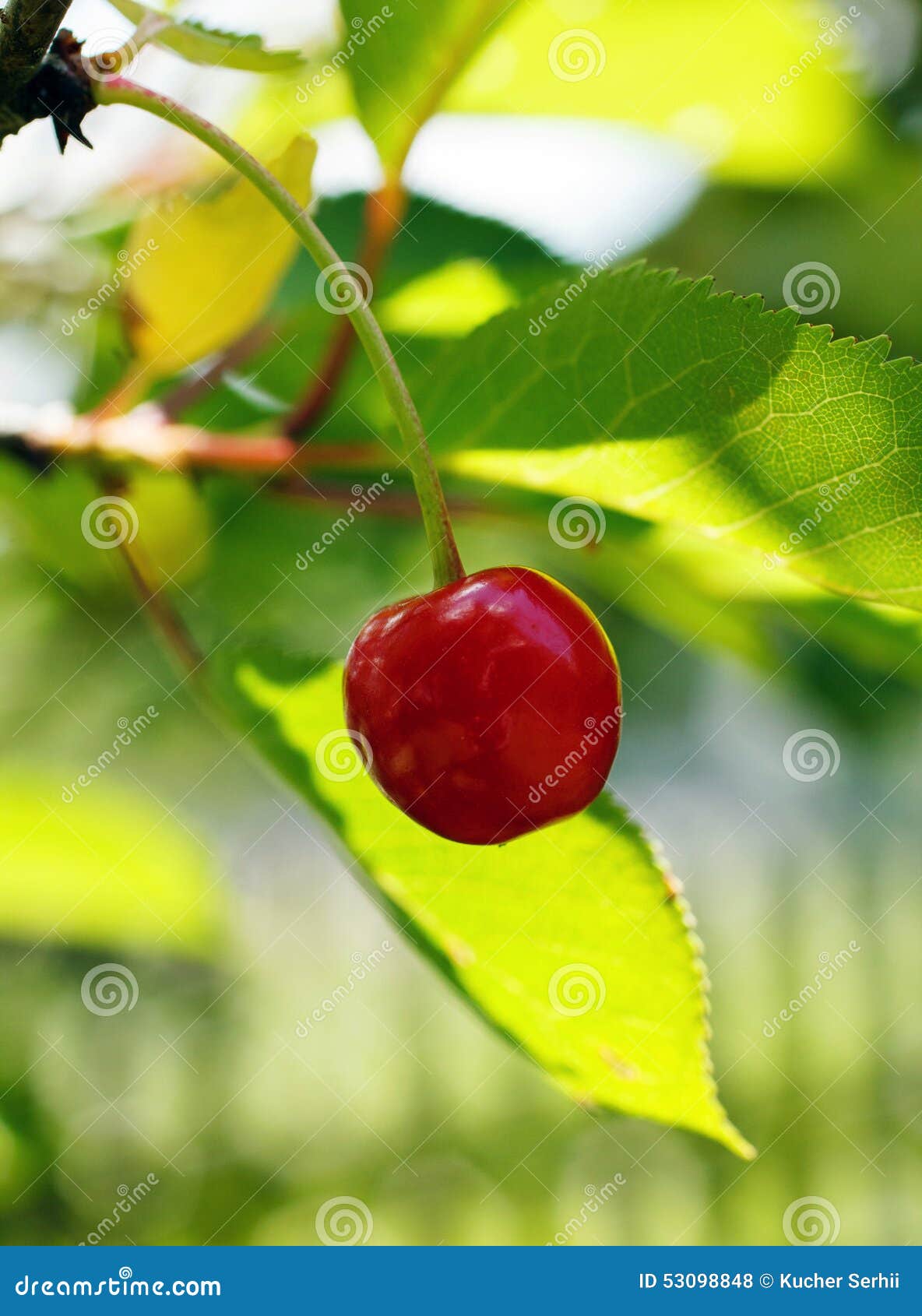 Berry blossom stock photo. Image of garden, fresh, nutritional - 53098848