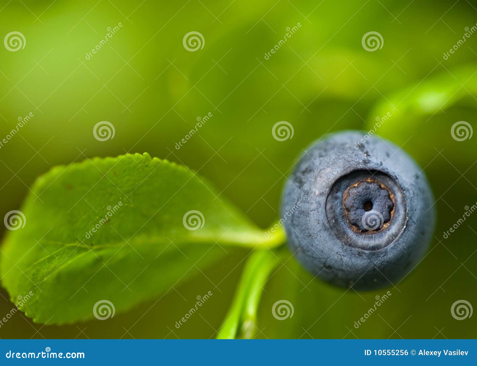 Berry of Blueberries, Macro Stock Photo - Image of macro, grass: 10555256