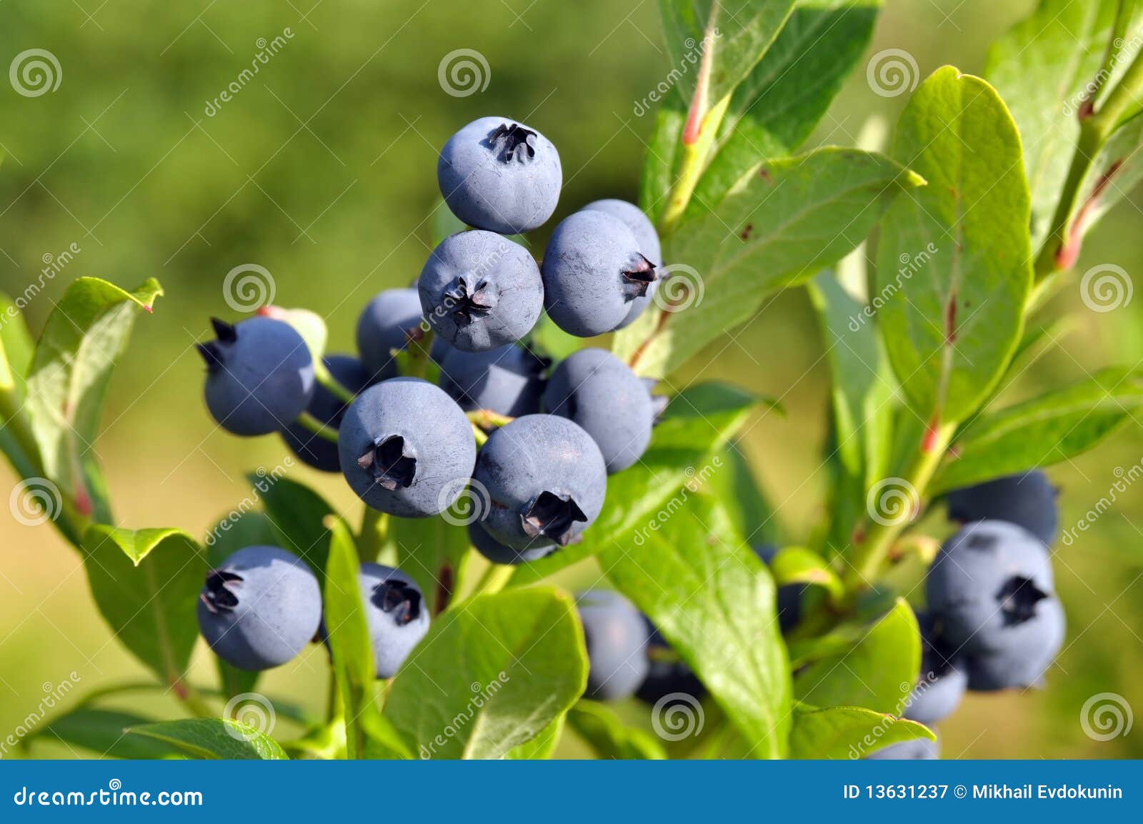 The Berry of Blueberry on Bush Stock Image - Image of berry, closeup ...