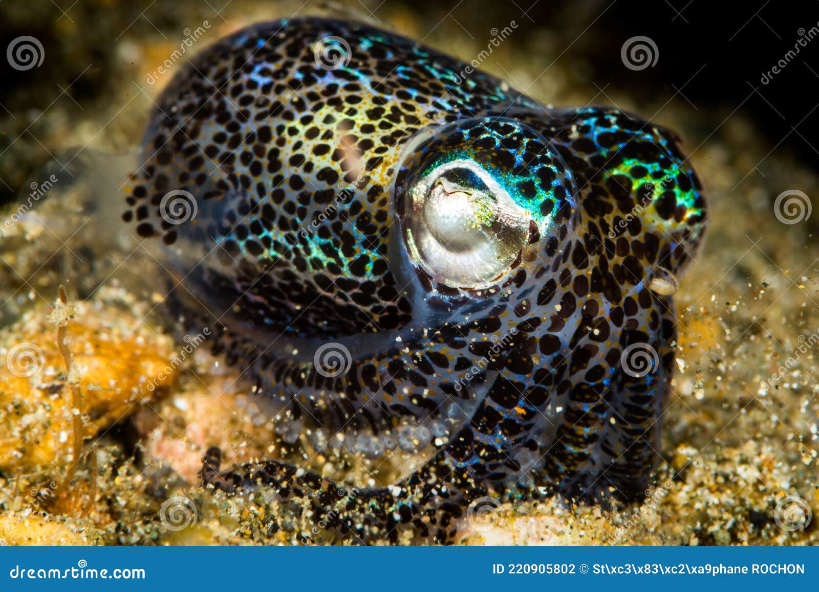 Berry bobtail squid stock photo. Image of bobtail, marine - 220905802