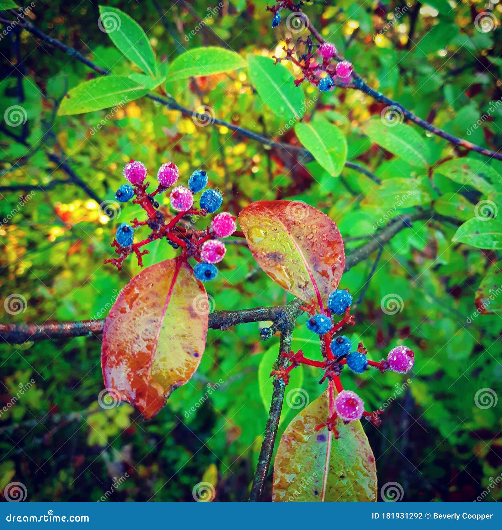 Berry Bright purple stock photo. Image of garden, beaut - 181931292