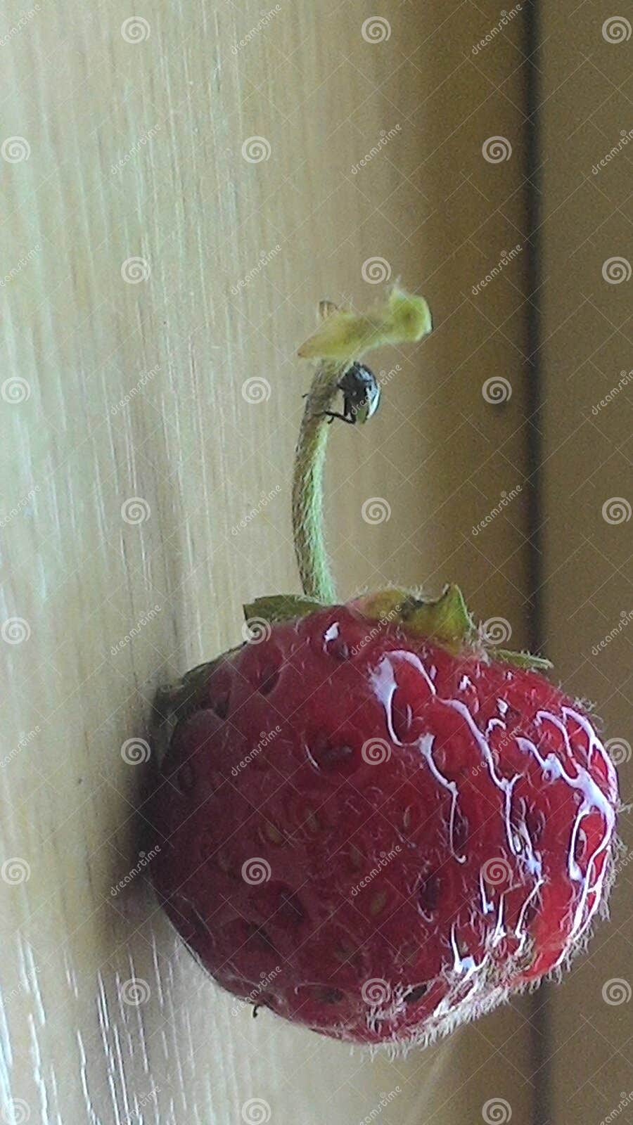 Berry & Bug stock image. Image of nature, berry, food - 95024731