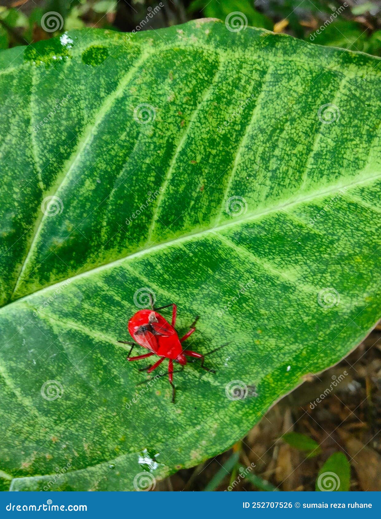 Berry bugs on a green leaf stock photo. Image of plant - 252707526