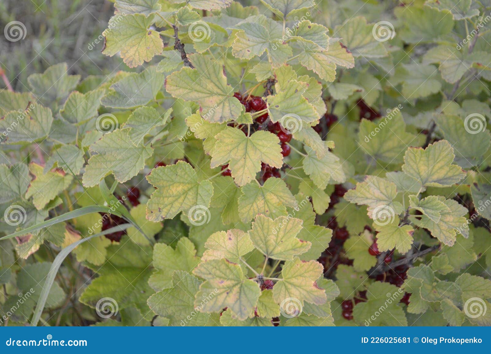 A Berry Bush with Leaves in the Garden Grows Stock Image - Image of ...