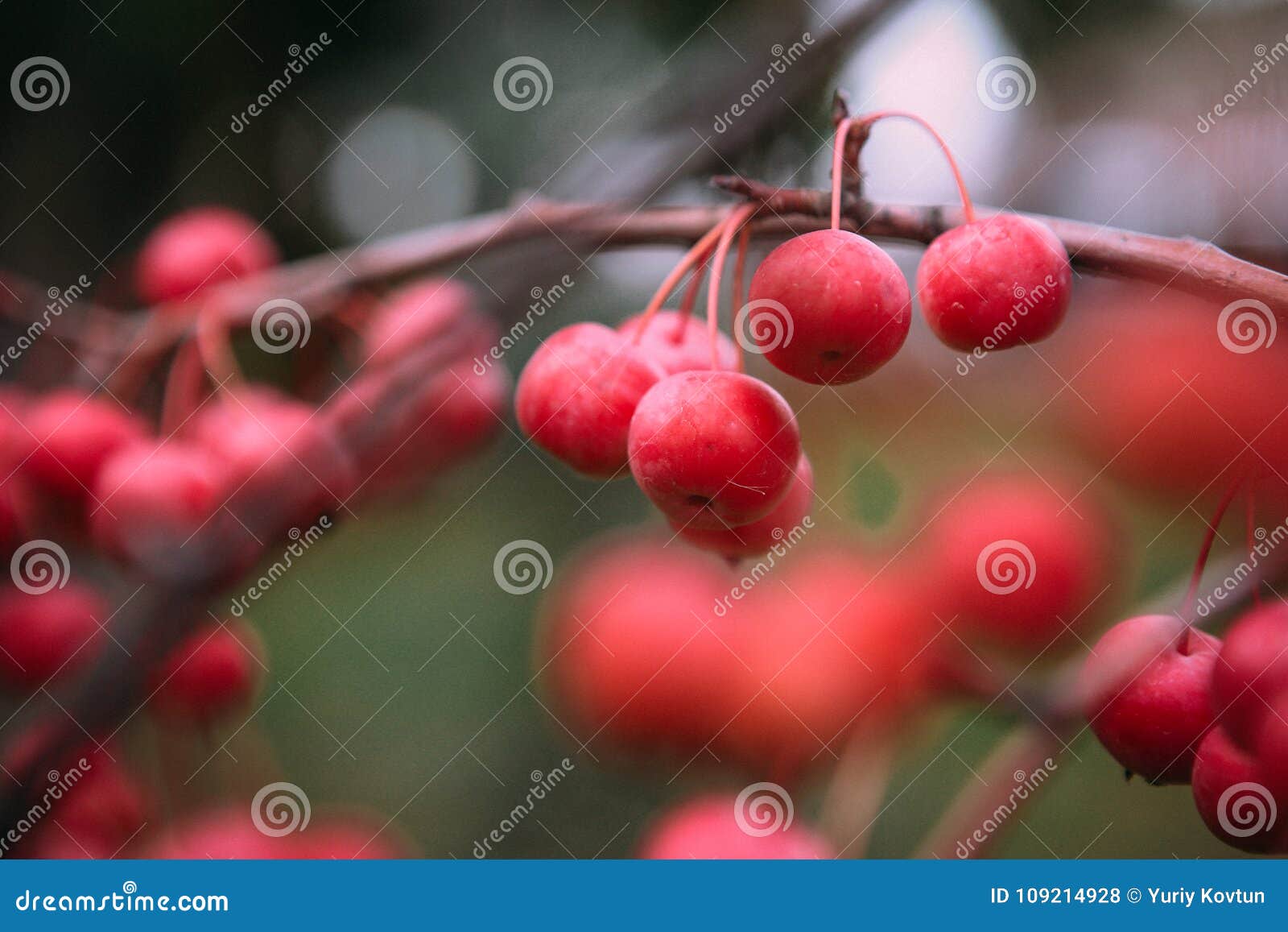 Berry Cherry Chinese Red Branch Tree Stock Photo - Image of harvest ...
