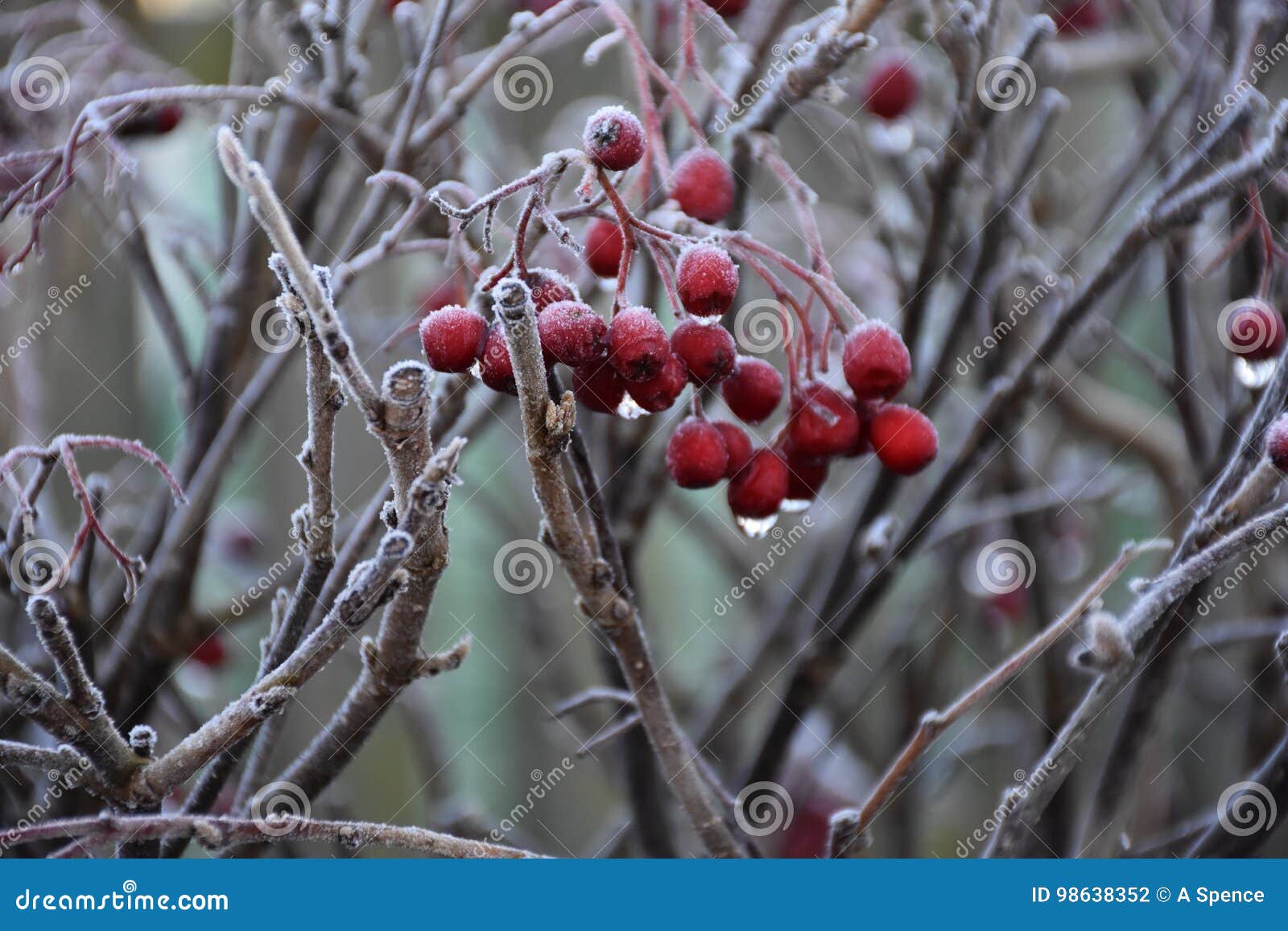 Berry Close Up 2 fotografia stock. Immagine di rosso - 98638352