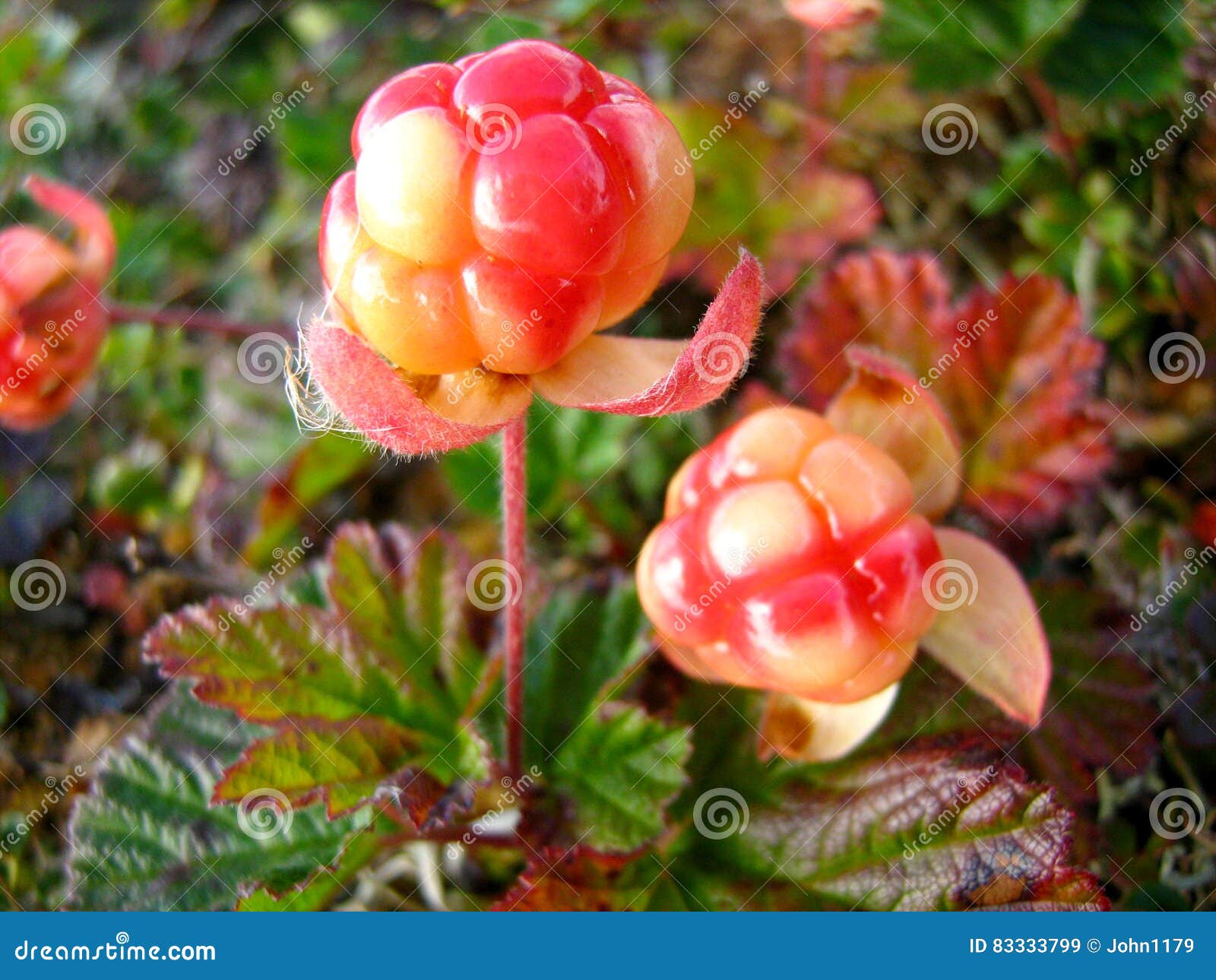 Berry cloudberries stock image. Image of plant, ripe - 83333799