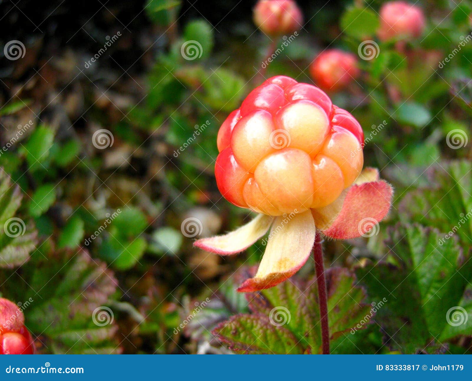 Berry Cloudberries in the Tundra Stock Image - Image of north, fruit ...