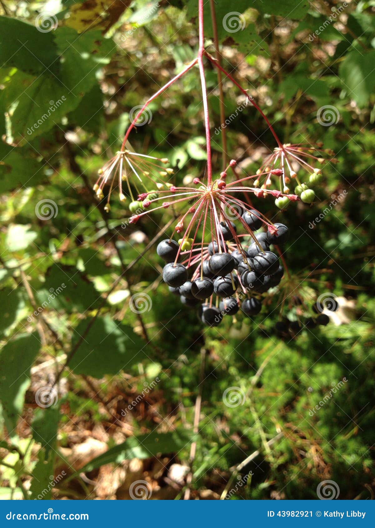 Berry cluster stock image. Image of berries, hanging - 43982921