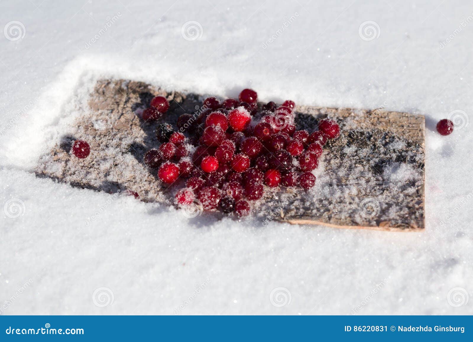 Berry Cranberry Winter in the Snow Stock Image - Image of cranberry ...