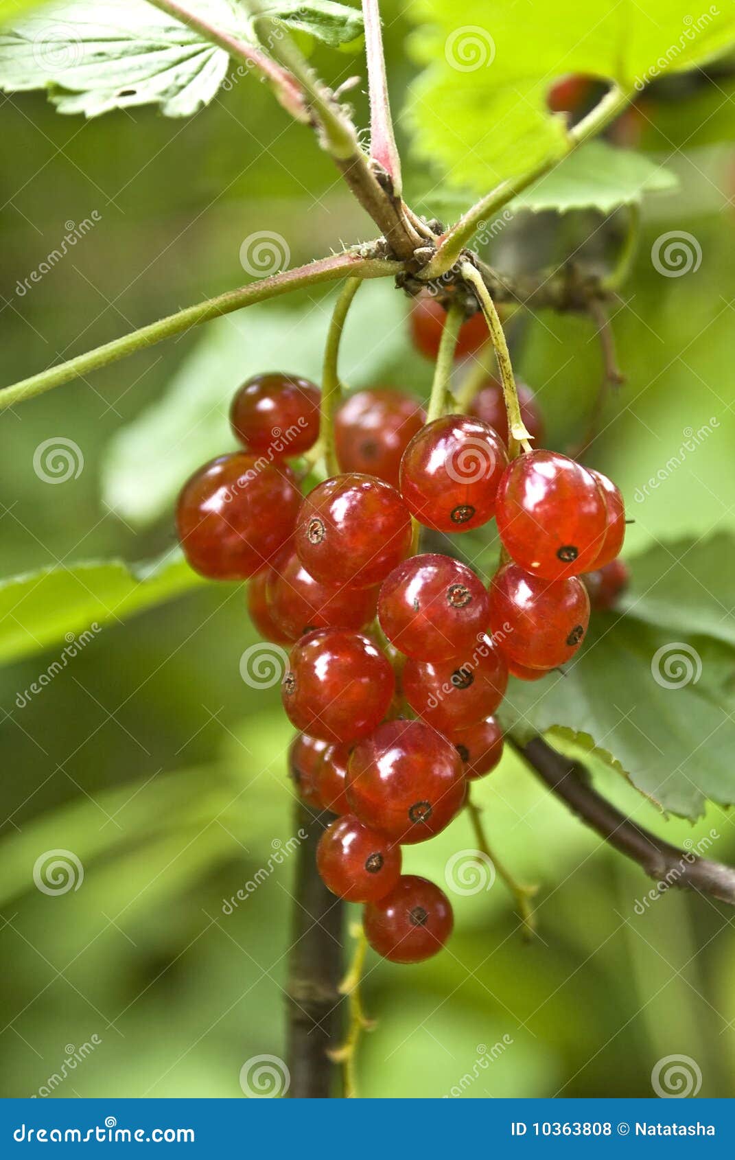 Berry a currant is red stock photo. Image of summer, harvest - 10363808