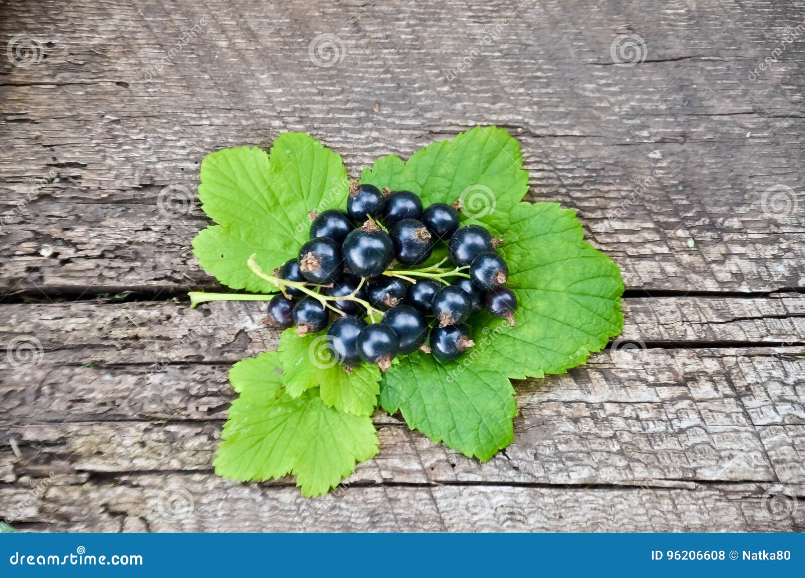Berry Currants and the Leaves on the Tree Stock Photo - Image of ...
