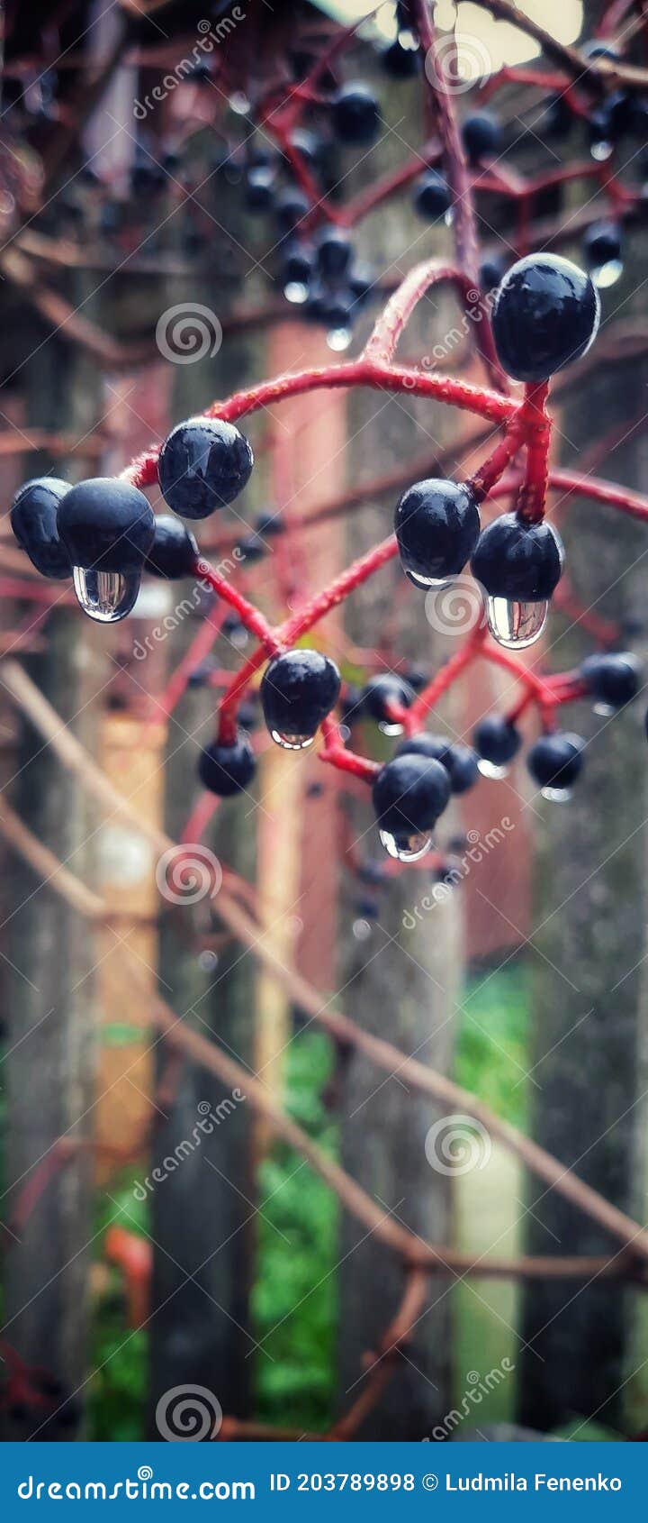 Berry in forest stock photo. Image of shrub, forest - 203789898