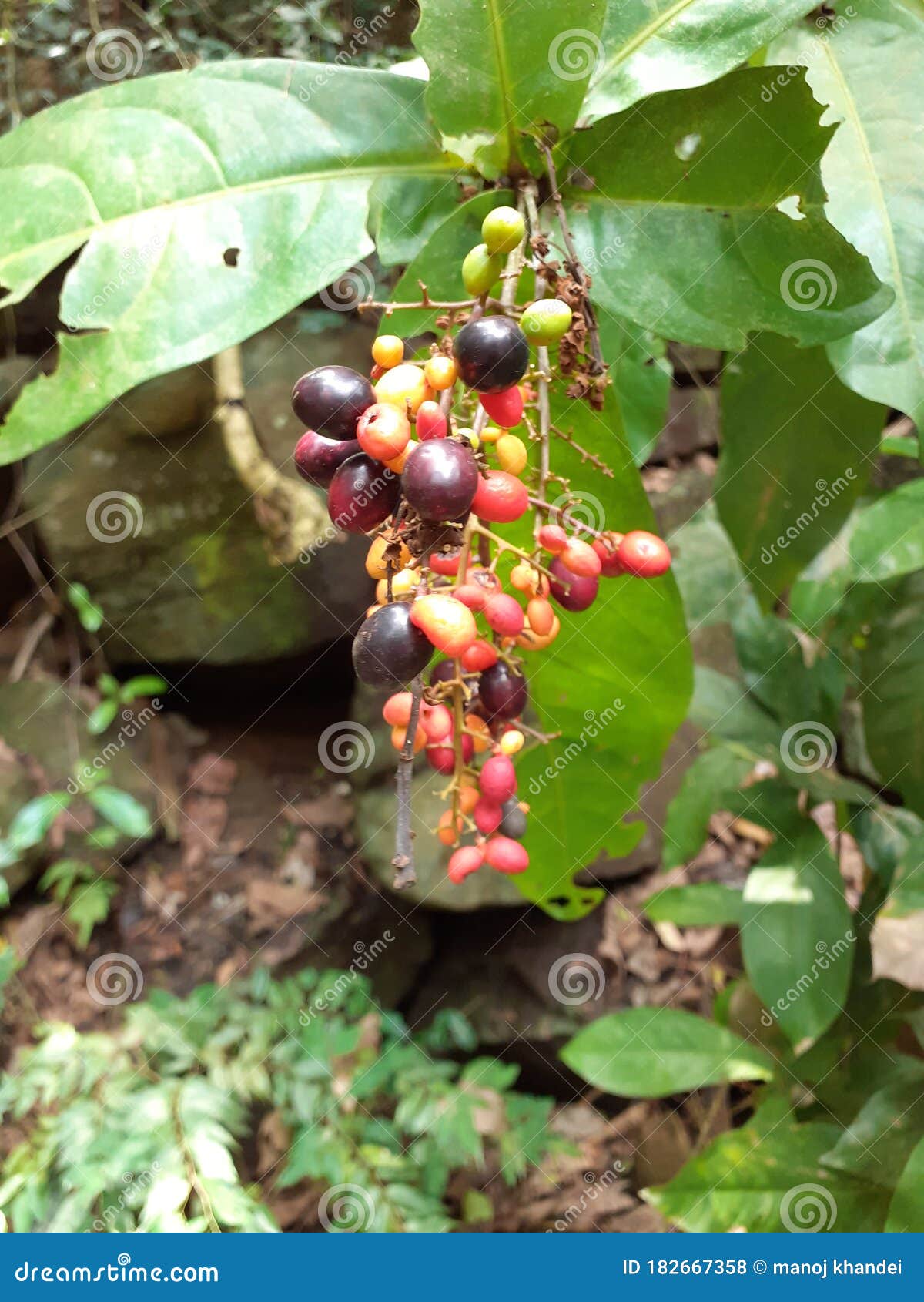 Berry forest poisonous stock photo. Image of berry, poisonous - 182667358