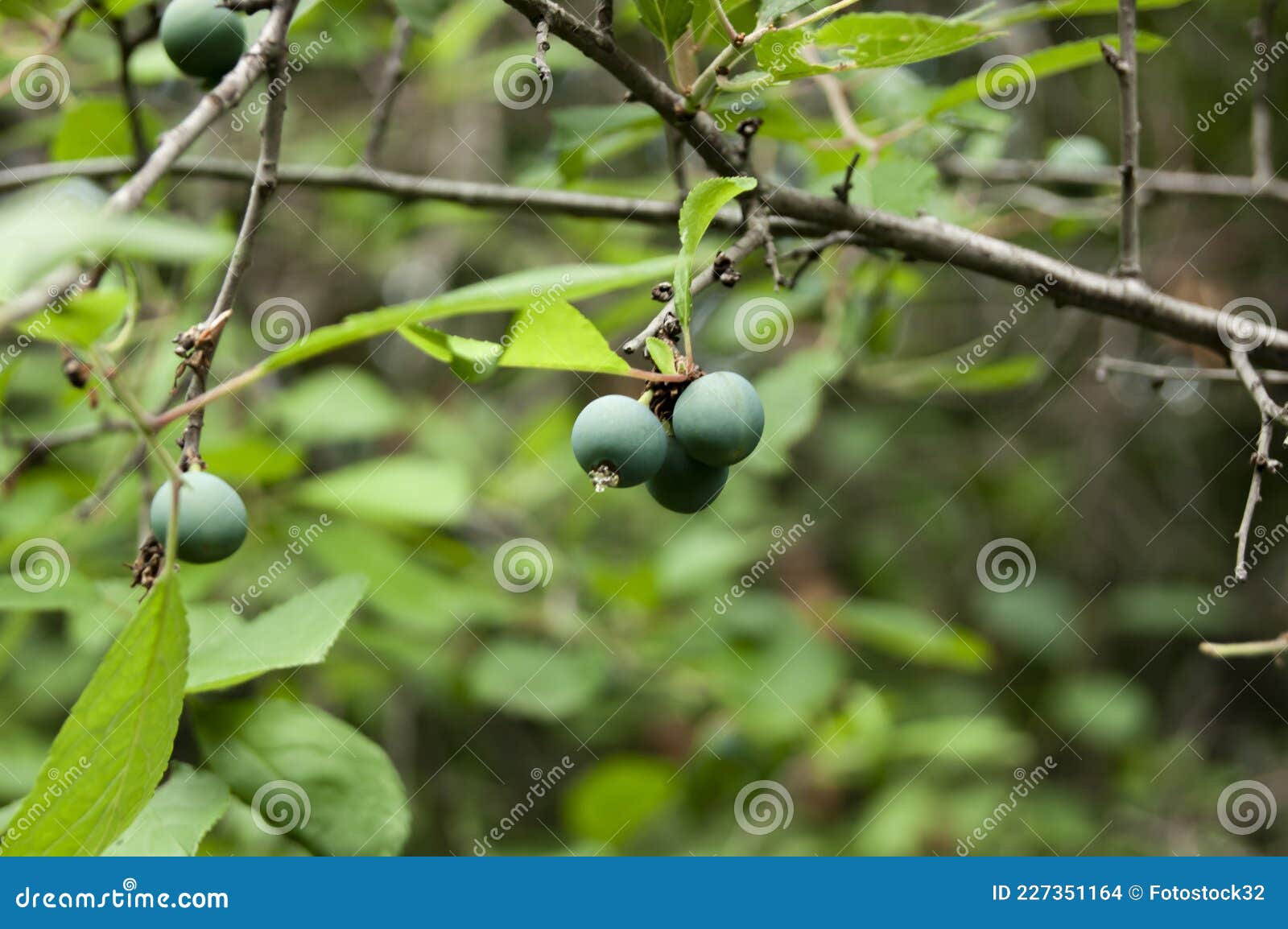 Berry in the Forest on a Tree. Wildlife Foundation Stock Photo - Image ...