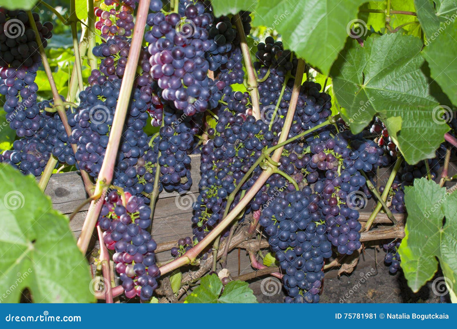 Berry Grapes Ripe on Bushes Stock Image - Image of gardening, plant ...
