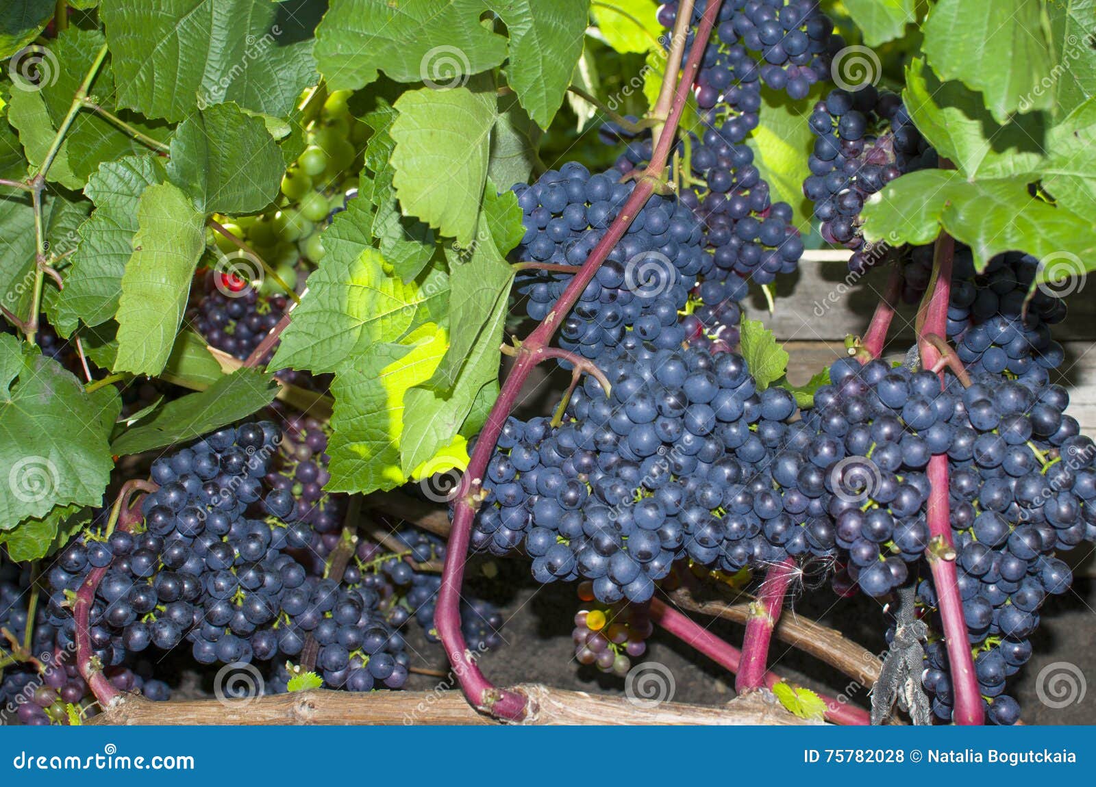 Berry Grapes Ripe on Bushes Stock Photo - Image of bushes, berry: 75782028