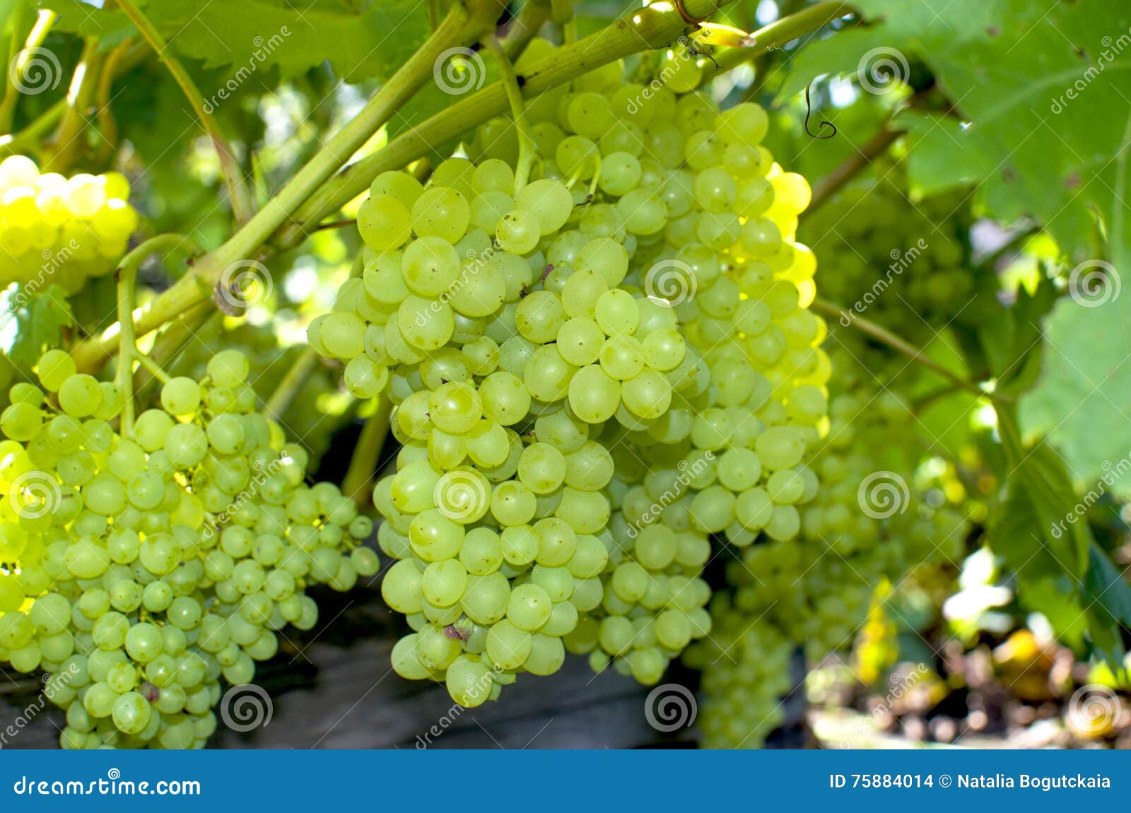 A Berry Grapes Ripe on Bushes Stock Photo - Image of branch, berry ...