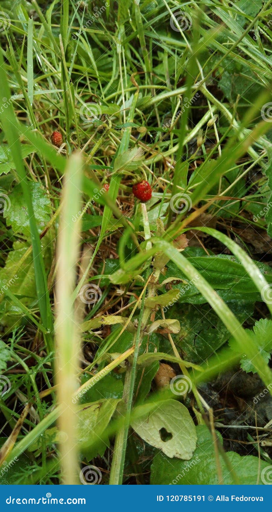 Berry stock image. Image of nature, berry, summer, strawberries - 120785191