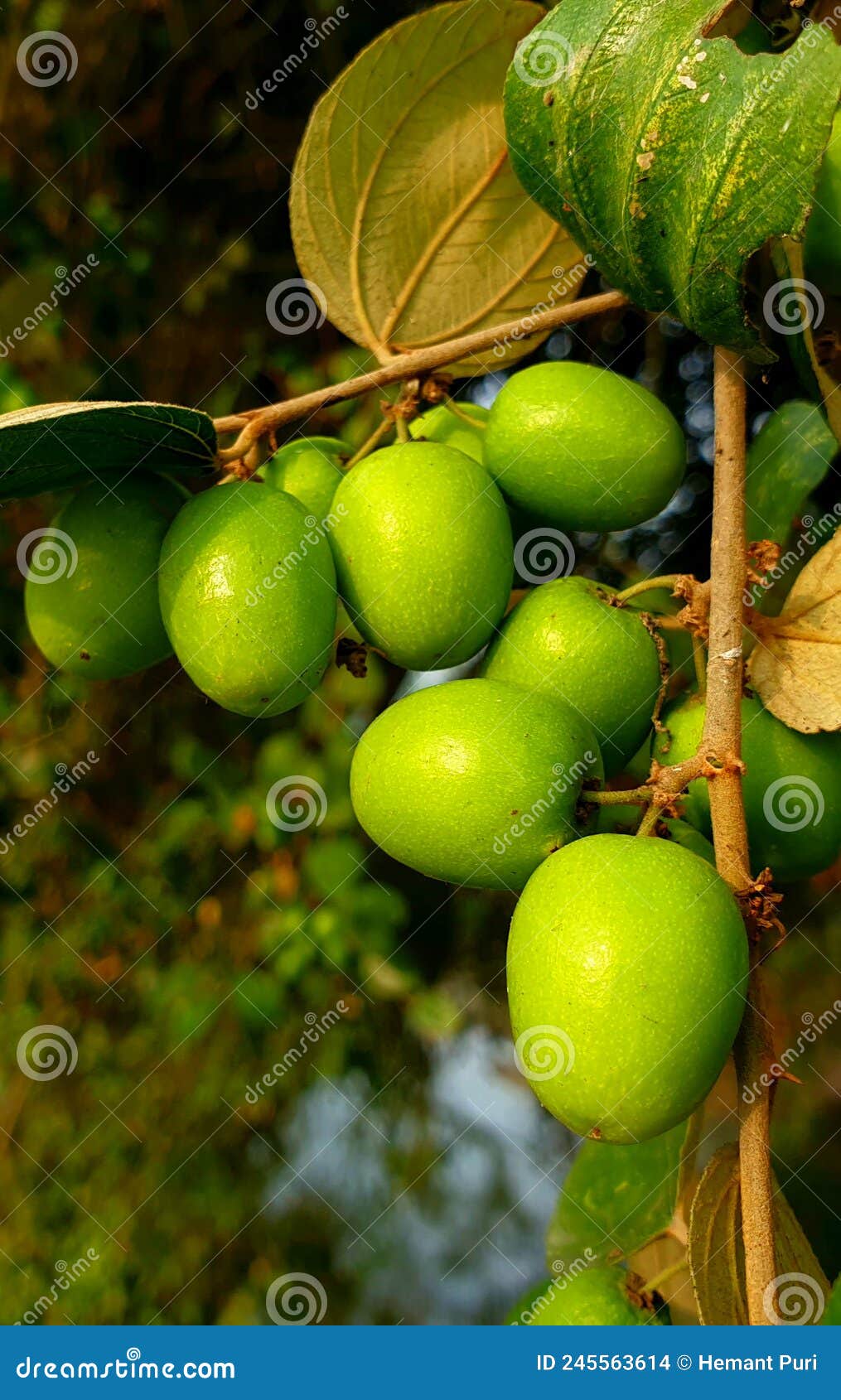 Berry green, berries stock photo. Image of plant, citrus - 245563614