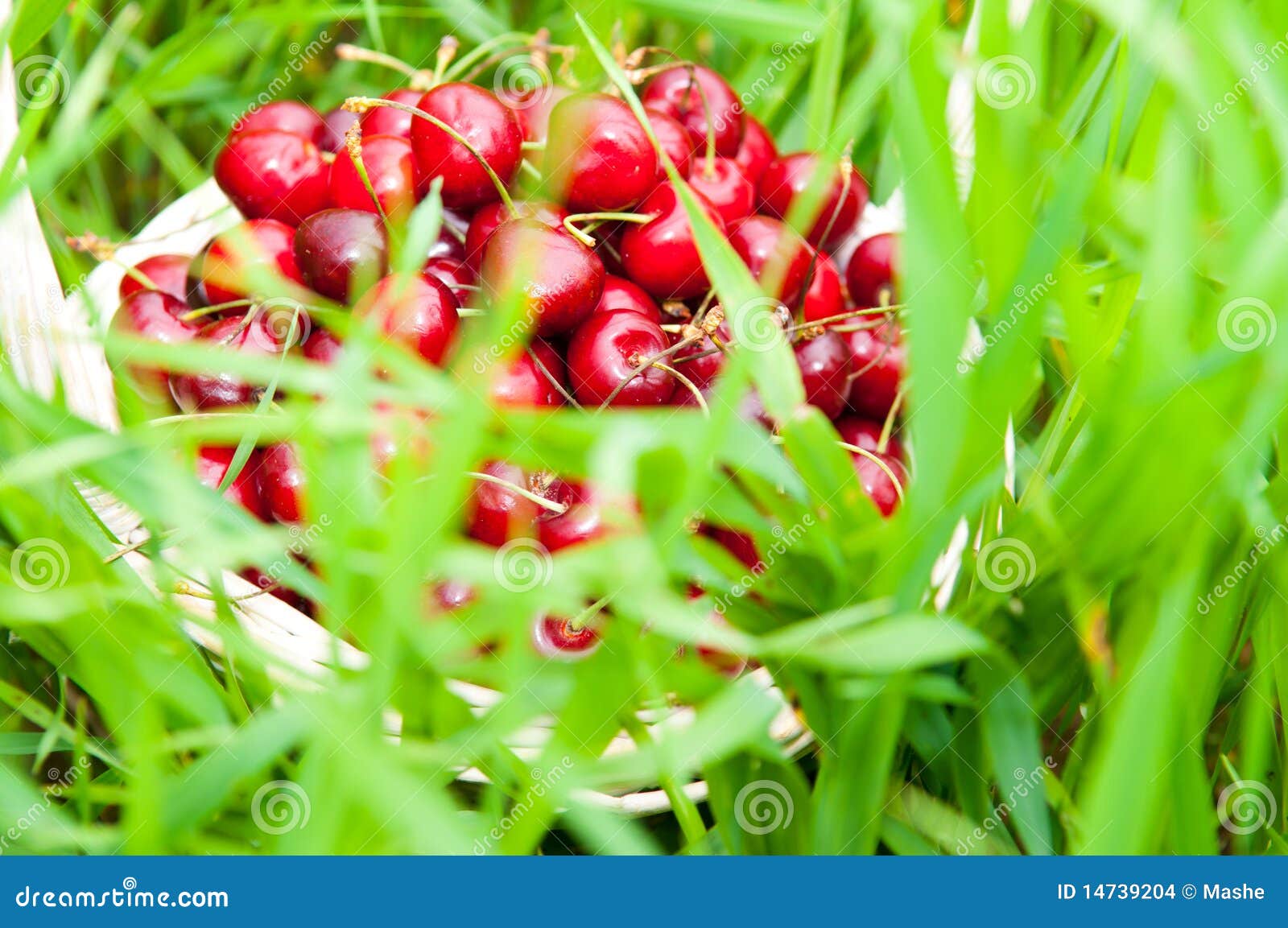 Berry in green grass stock photo. Image of healthy, bright - 14739204