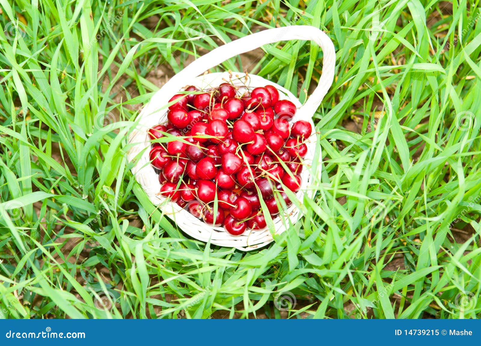 Berry in green grass stock image. Image of grass, full - 14739215