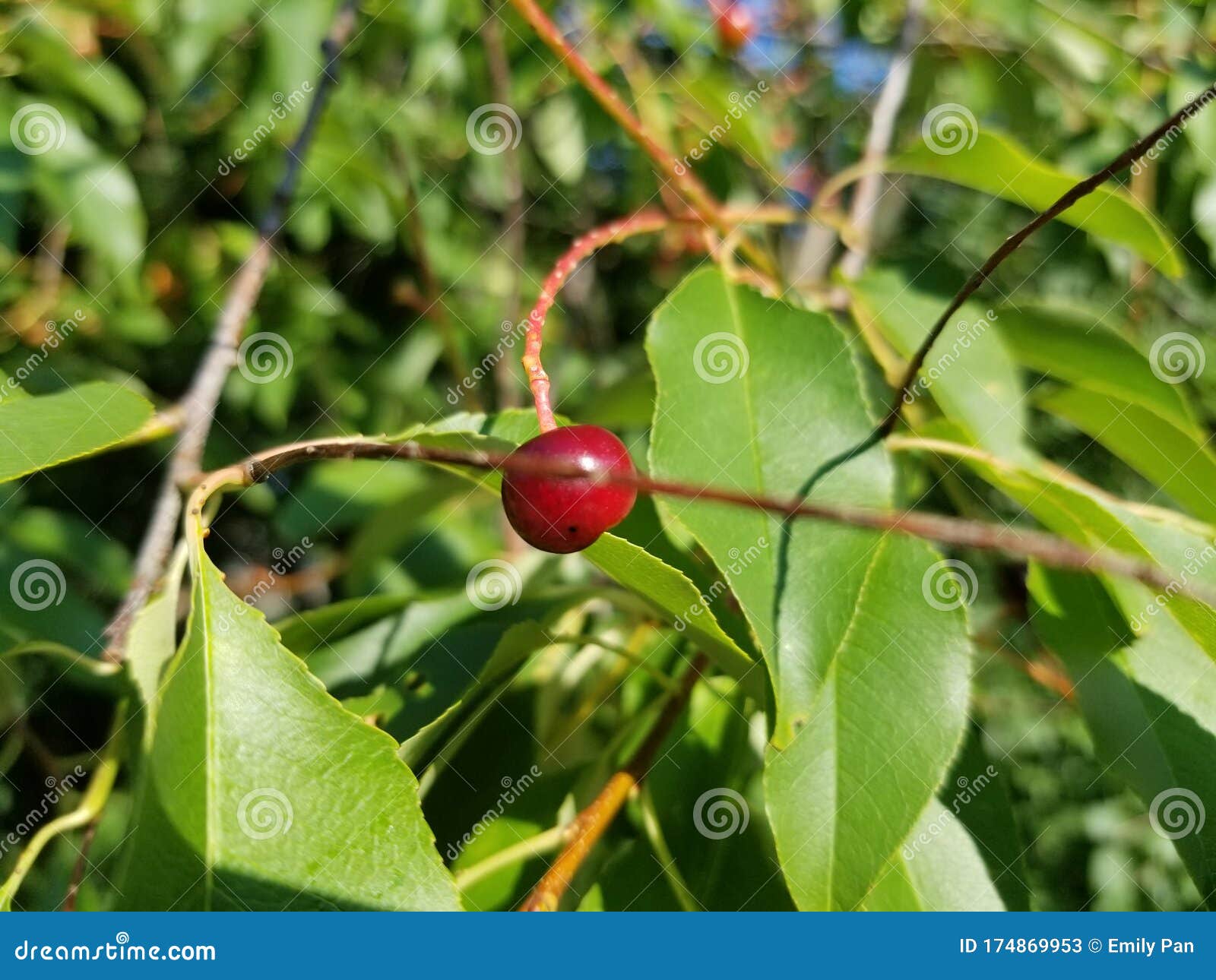 Berry Growing on Tree Branch Stock Image - Image of branch, deciduous ...