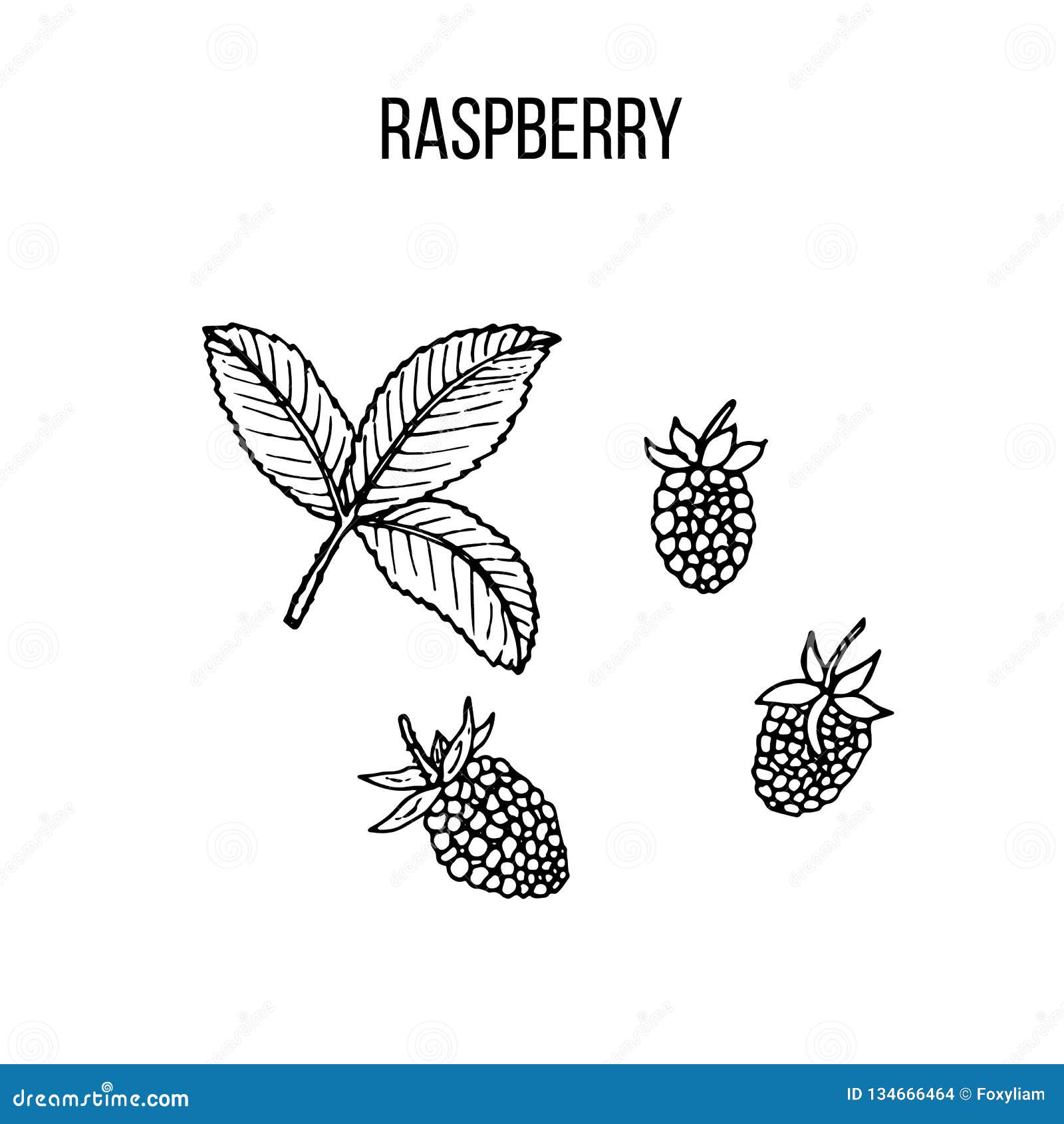 Berry Hand Drawn Collection, Raspberry Stock Vector - Illustration of ... Berry Hand Drawn Collection, Raspberry Stock Vector - Illustration of ...