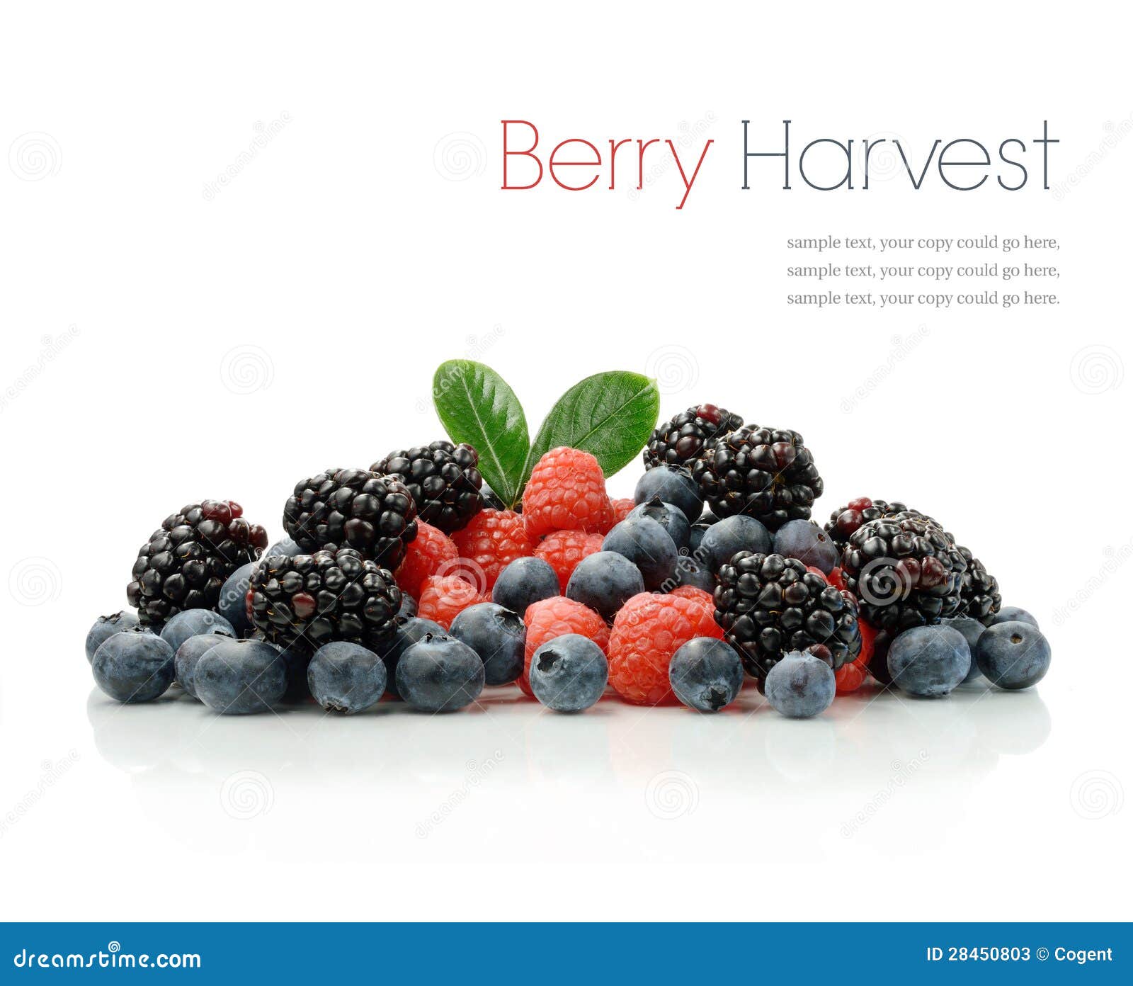 276,408 Berry Harvest Stock Photos - Free & Royalty-Free Stock Photos ...