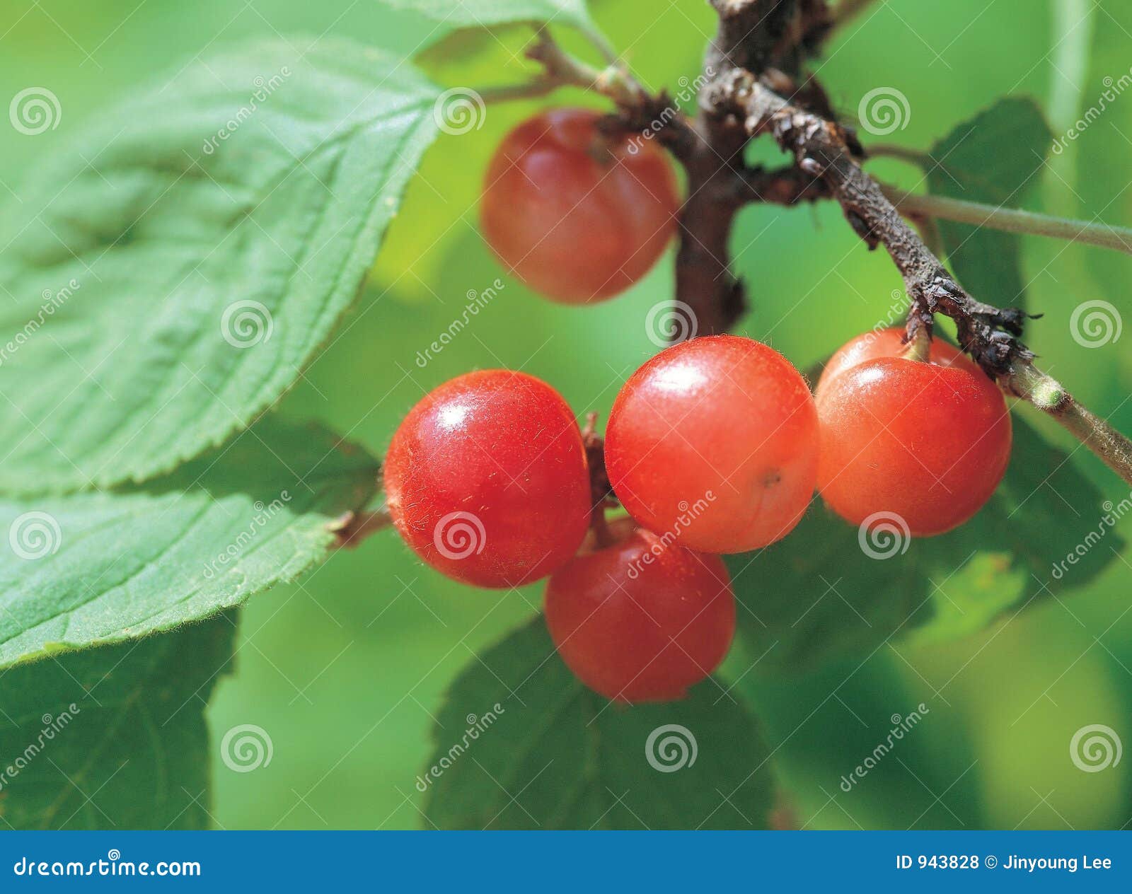 Berry and Leaf stock photo. Image of outdoor, forest, leaf - 943828