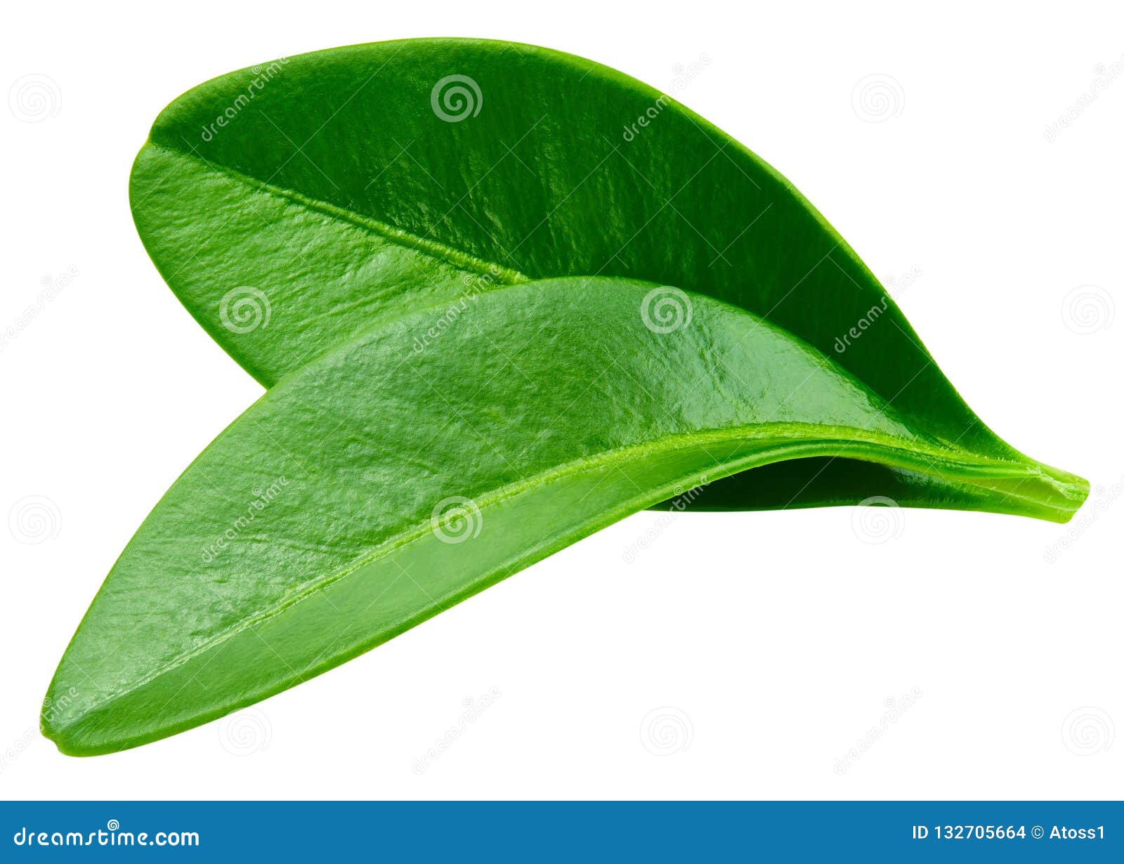 Berry leaves Clipping Path stock photo. Image of studio - 132705664