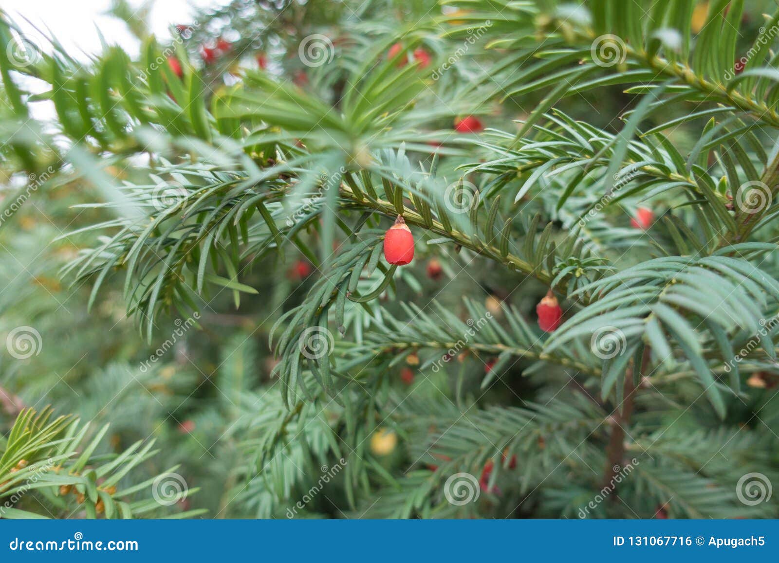 Berry-like Red Seed Cone on Branch of Yew Stock Photo - Image of ...