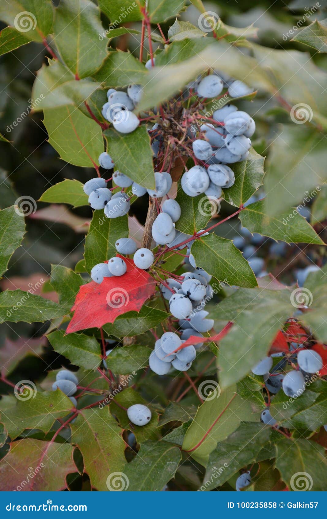 Berry Mahonia aquifolium arkivfoto. Bild av buske, bär - 100235858