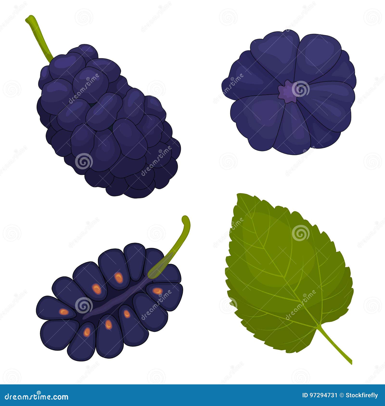 Mulberry Vector | CartoonDealer.com #32402782