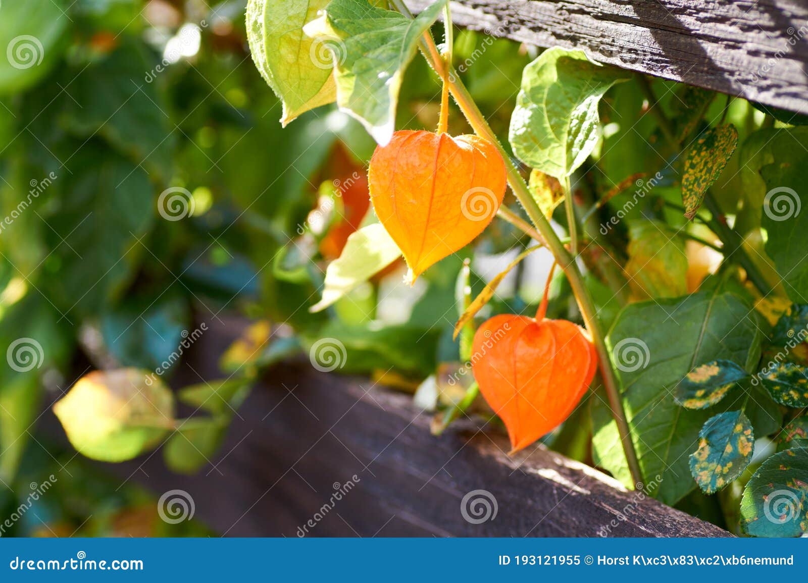 The Berry of the Physalis in the Red Shell on the Branch - Physalis ...