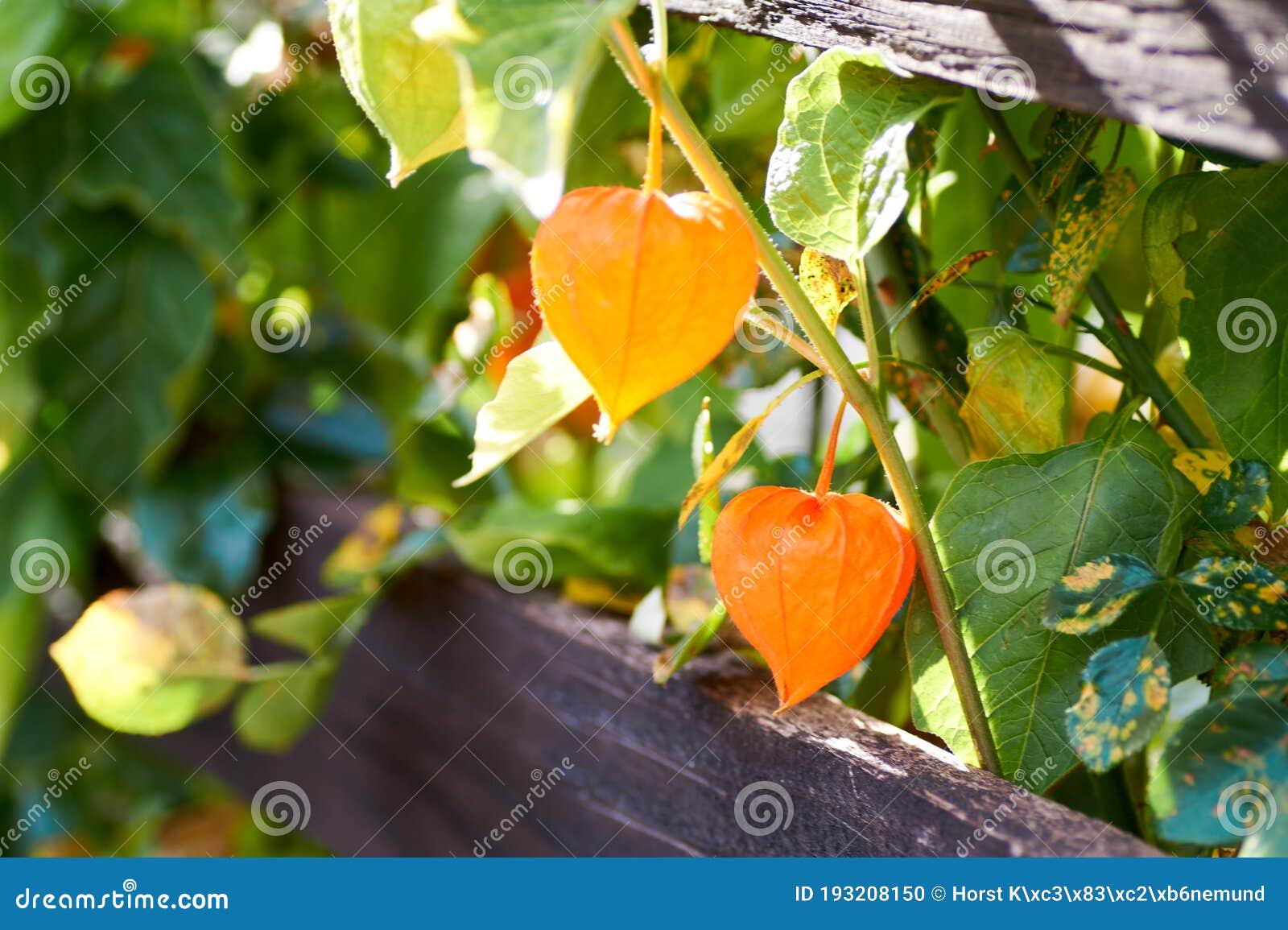 The Berry of the Physalis in the Red Shell on the Branch - Physalis ...