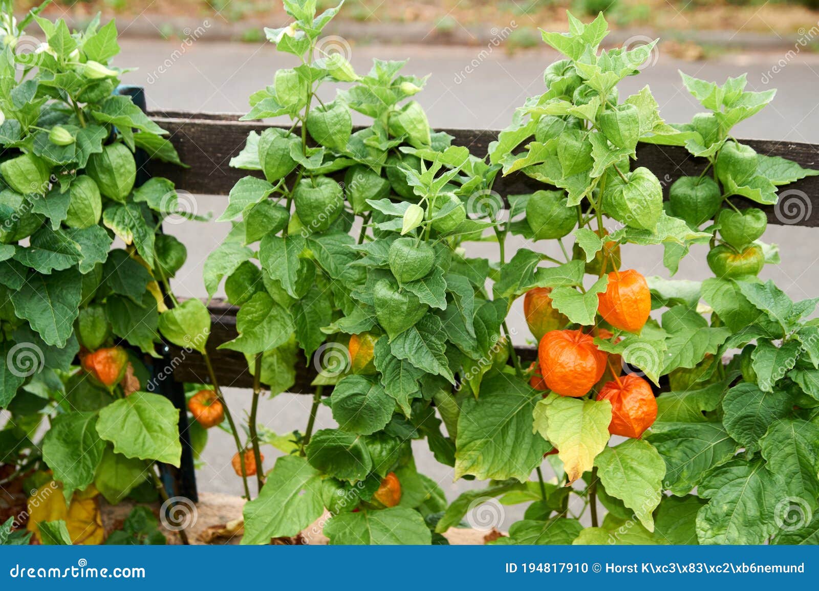 The Berry of the Physalis in the Red Shell on the Branch - Physalis ...