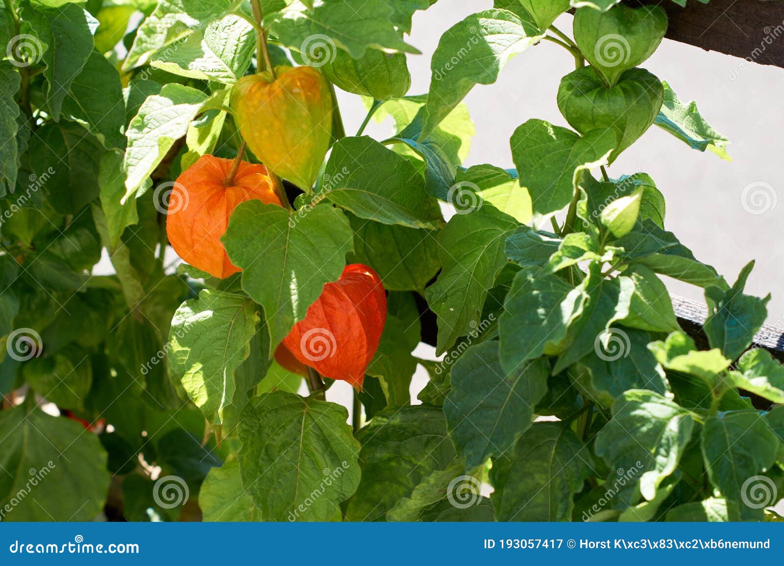 The Berry of the Physalis in the Red Shell on the Branch - Physalis ...